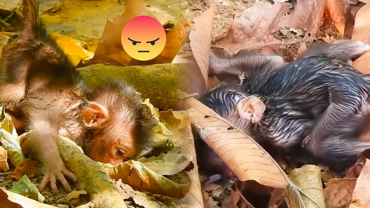 Newborn baby monkey abandoned by its mother, desperately struggling in ...