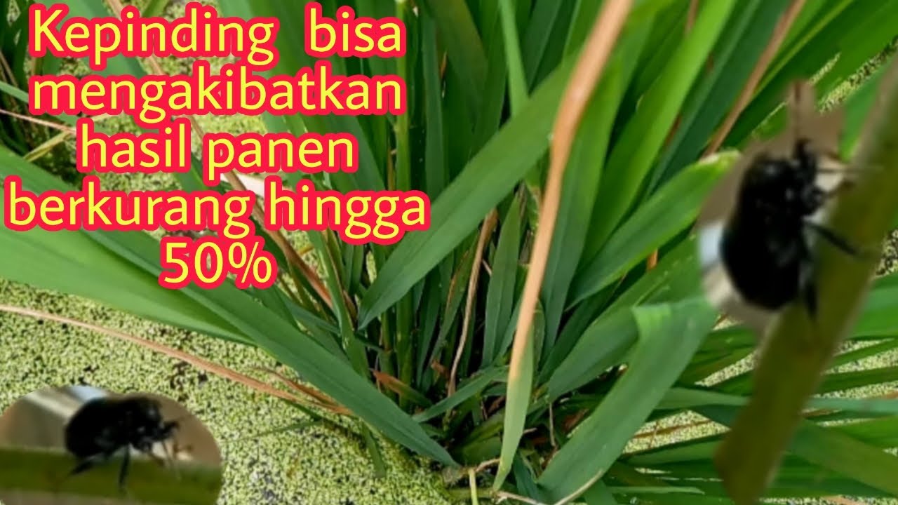 Daun padi menguning akibat kepinding ini obatnya - YouTube