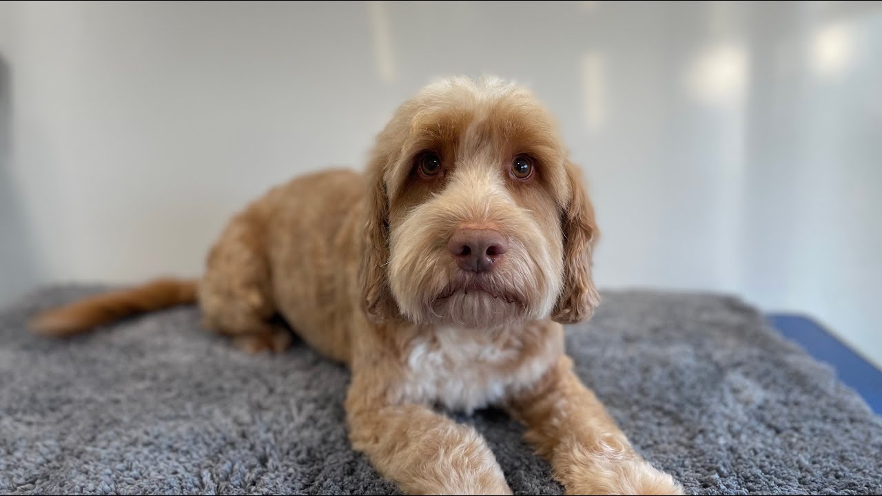 Cockapoo Groom | Dog Grooming - YouTube