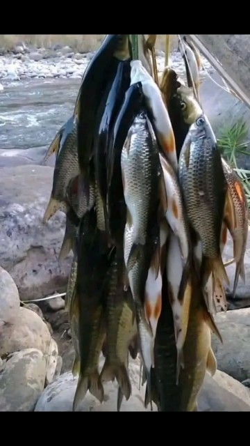 "Asala Fish Catch & Cook – Himalayan River Treasure!"#AsalaFish # ...
