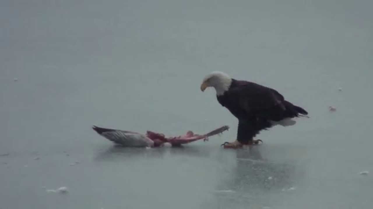 Bald Eagle eat Snow geese - Canada (Québec) - 2014 - HD - YouTube
