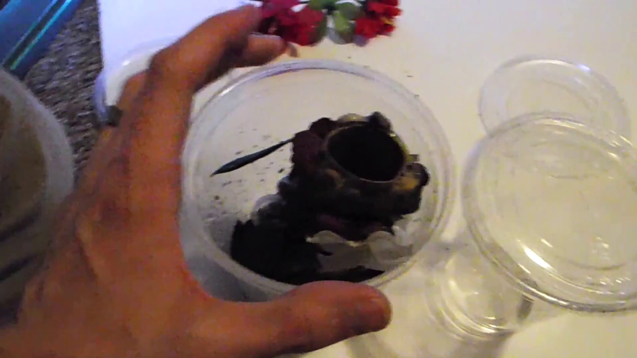 DIY Arboreal Tarantula Hide (P. Ornata) - YouTube