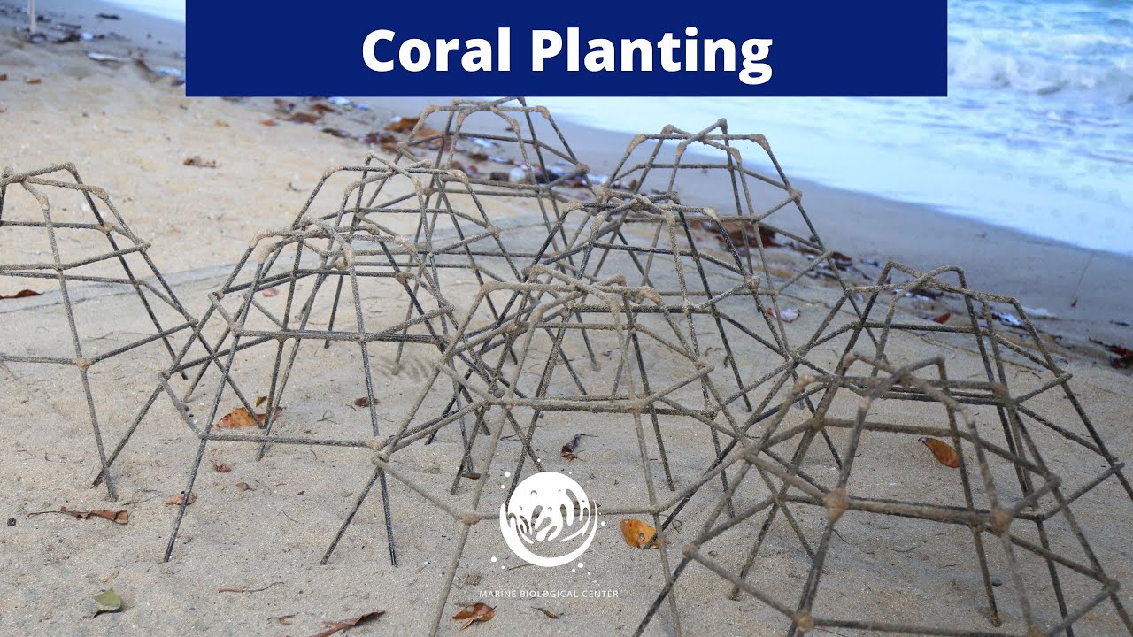 Coral Planting Success | 9 Frames Installed at House Reef - Hyatt ...