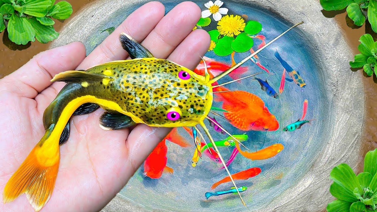 Amazing Catch Strange Fish In Tiny Ponds, Fire Flag Gopy Fish, Glass ...