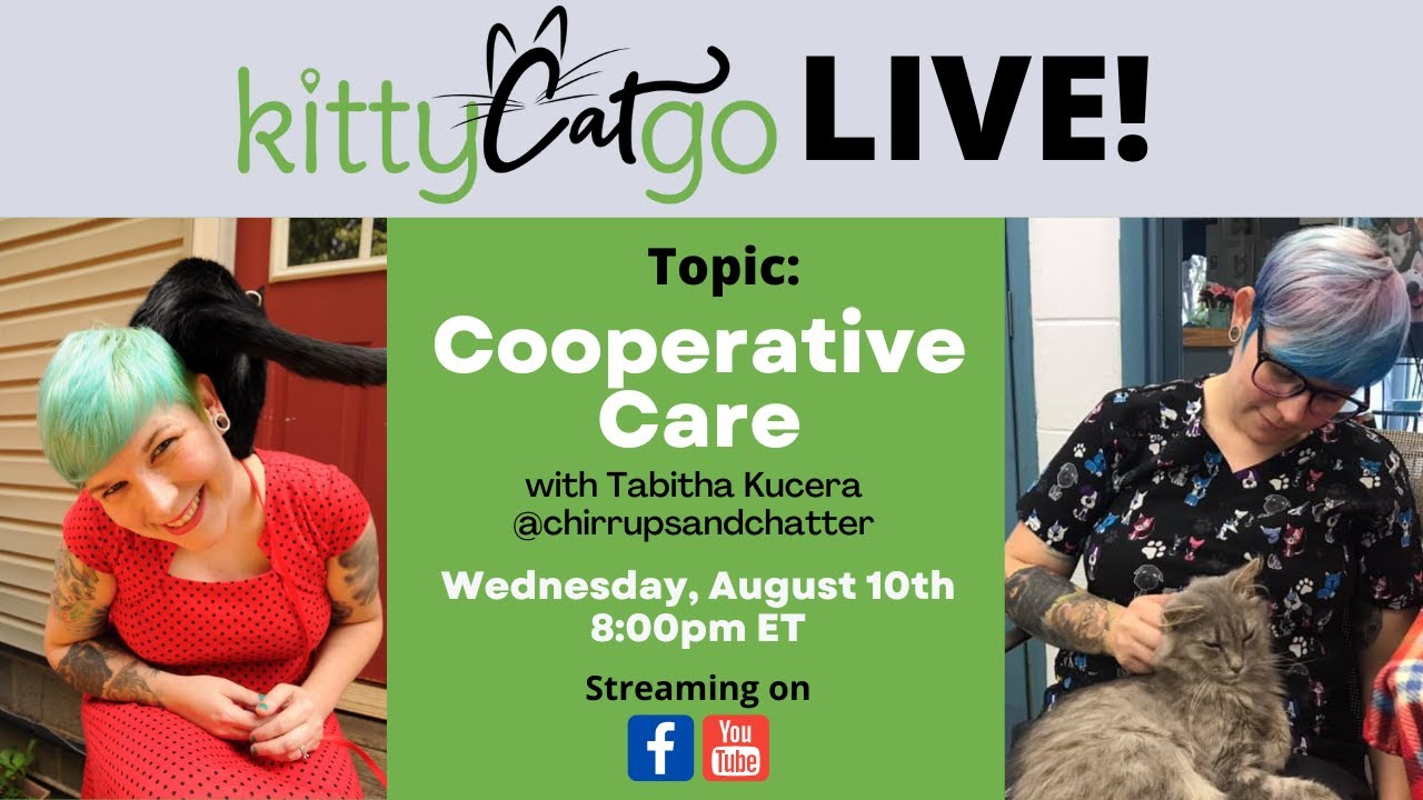KittyCatGO LIVE! with Tabitha Kucera - Cooperative Care for Cats - YouTube