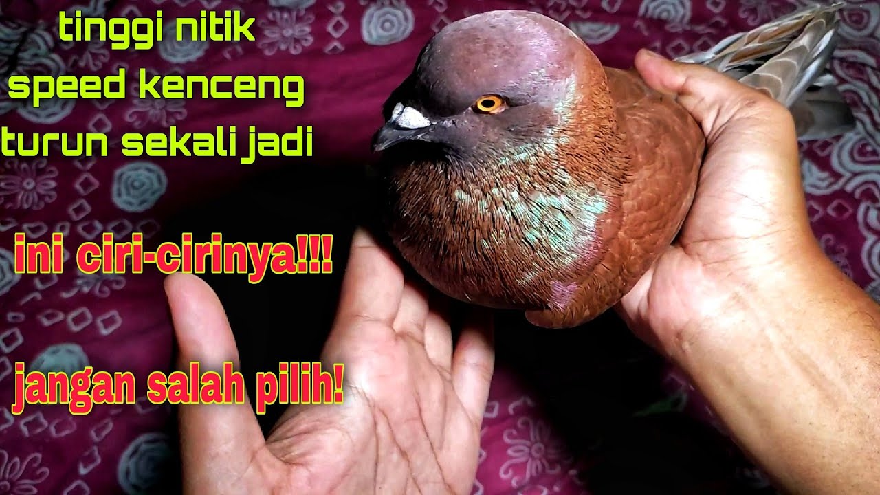 Cara memilih merpati tinggian yang kencang dan manuvernya bagus -dengan ...