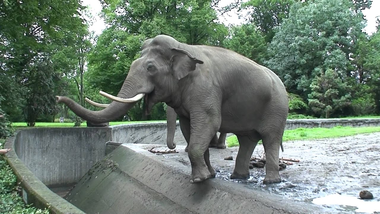 Indian elephant (Elephas maximus indicus) - YouTube