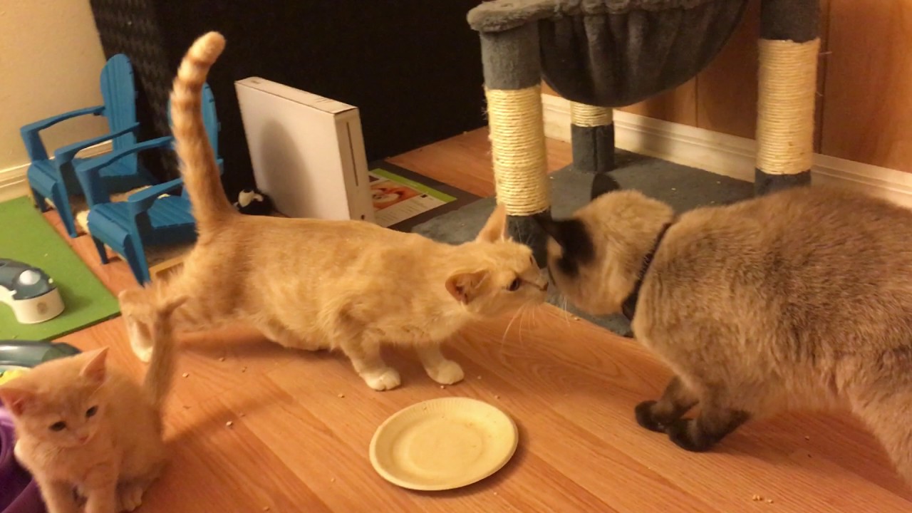 Max and Mama Cat Pippa Meet! - YouTube