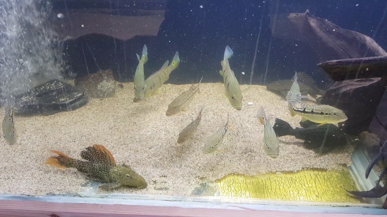 Cichla pinima ,temensis ventuari , orrinocensis bleu eyes panaque ...