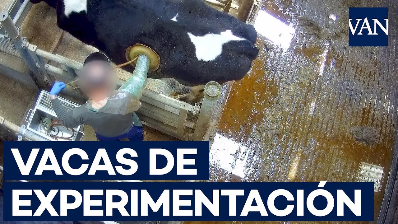 Vacas con agujeros en el lomo: vuelve el escándalo en la ganadería ...