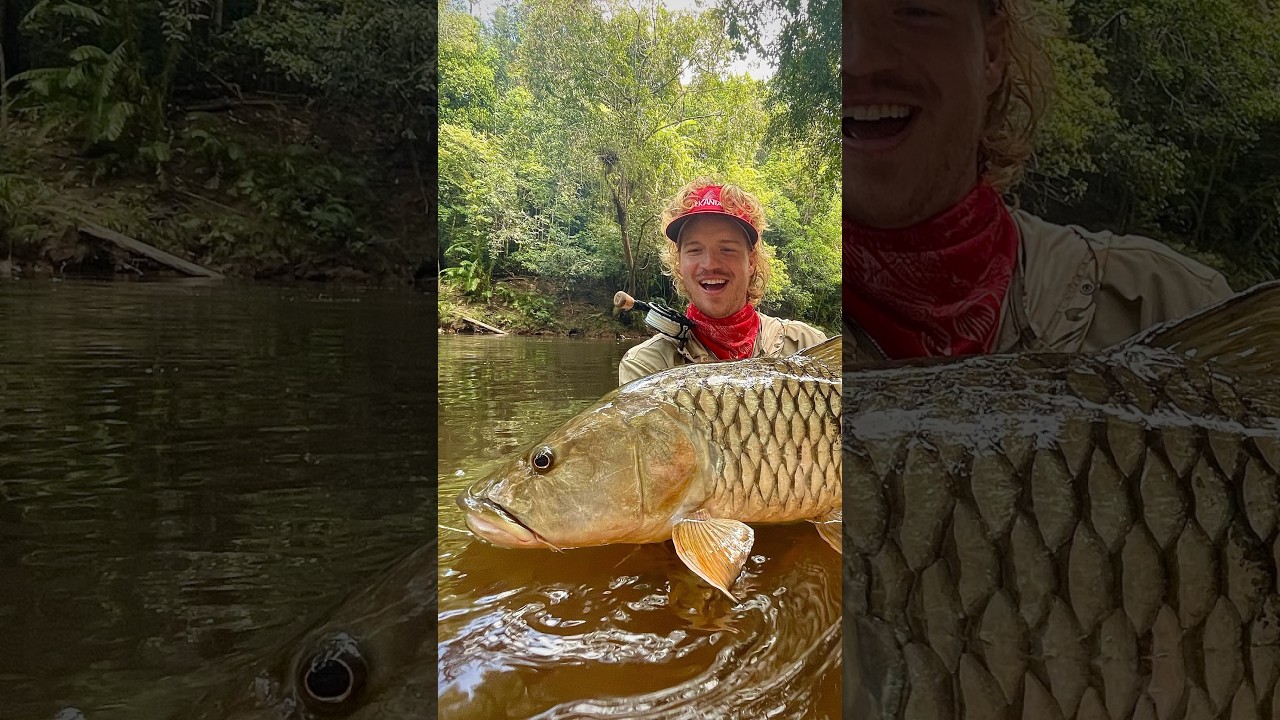 Fly fishing for Hampala Barb in Borneo! - YouTube