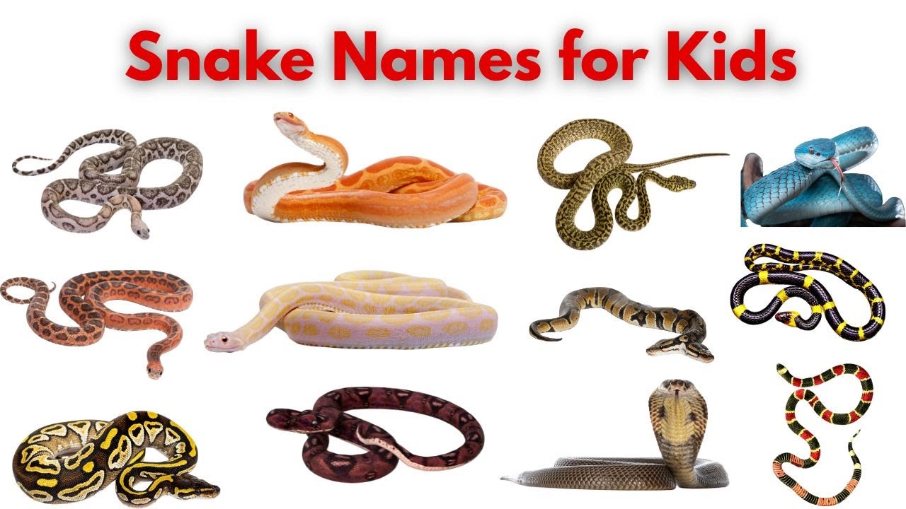 Snake Names in English | Colorful & Friendly Snakes | Fun Facts About ...