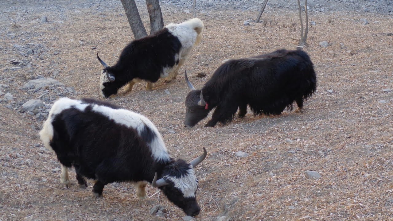 The Most mountain fighter yak [pakistan] - YouTube