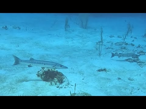 Cayman Brac - Barracuda, Grouper, and a nice Puffer fish! - YouTube