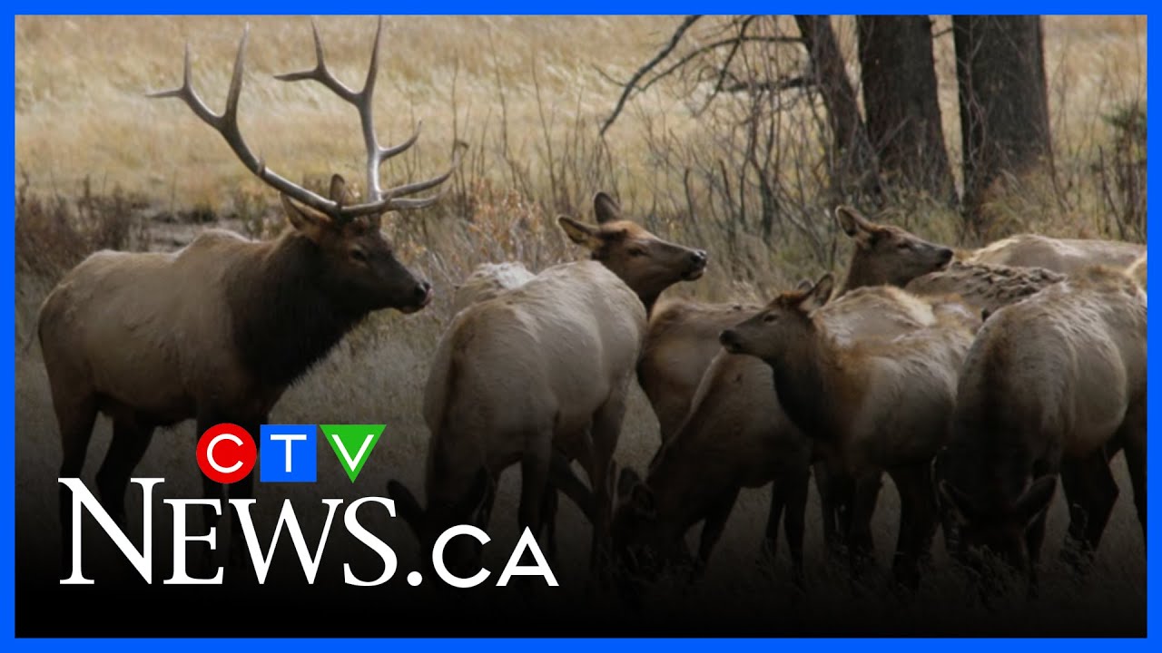 Sask. man faces jail for illegal hunt with American tourist |CTV News ...