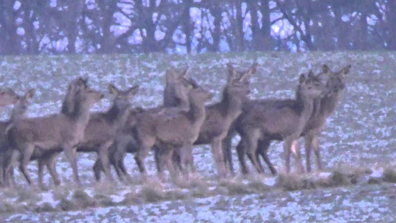 Jagd Rotwild 2016 /Sau auf der Pirsch erlegt! - YouTube