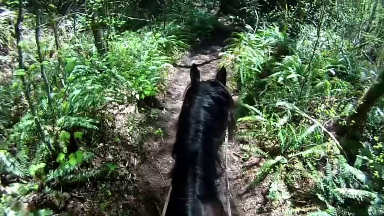 Foxfire 🦊 2nd [SOLO] Trail Ride - Much IMPROVED 🤠 - YouTube