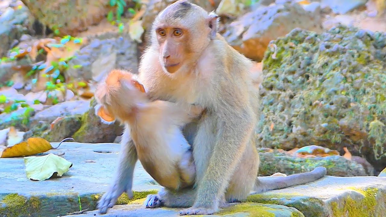 Today, monkey Brady is really Peace of mind & Who is this little monkey ...