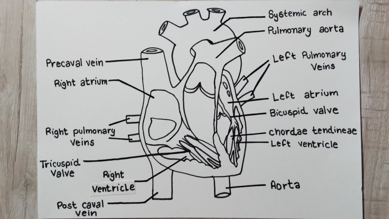 🫀Human Heart Diagram Drawing 😱| How To Draw Step by Step ️ | Kashish ...