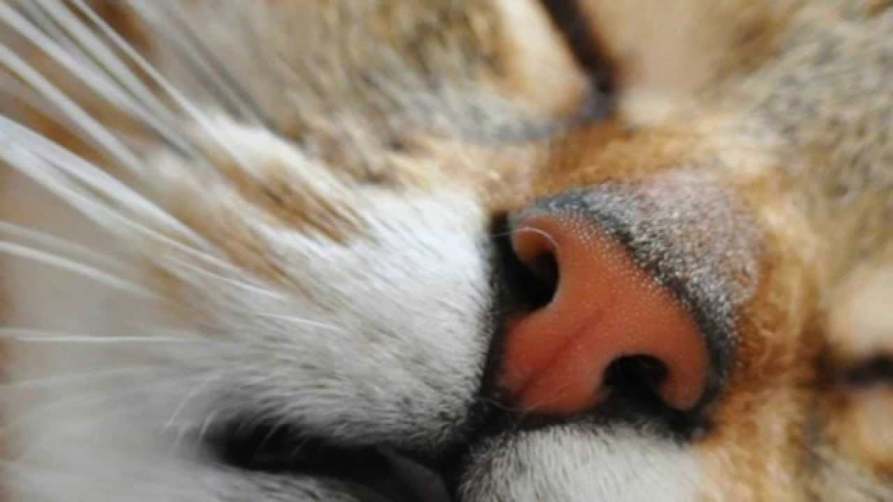 Cat Purring Stereo HD | Relaxing Sounds - YouTube