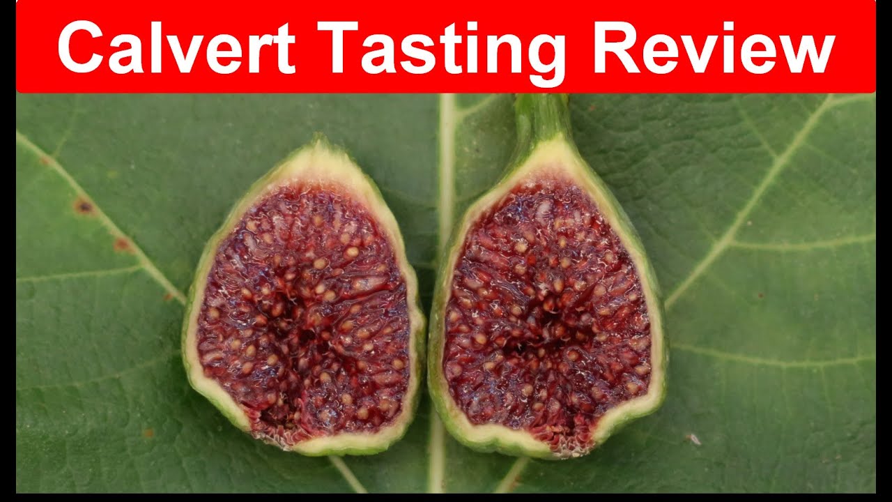 Calvert Fig Tasting Review 10-24-2024 - YouTube
