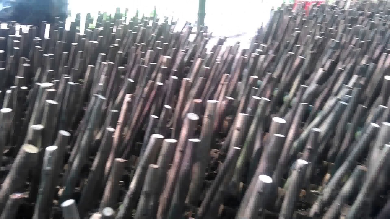 Grafting durian plants - YouTube