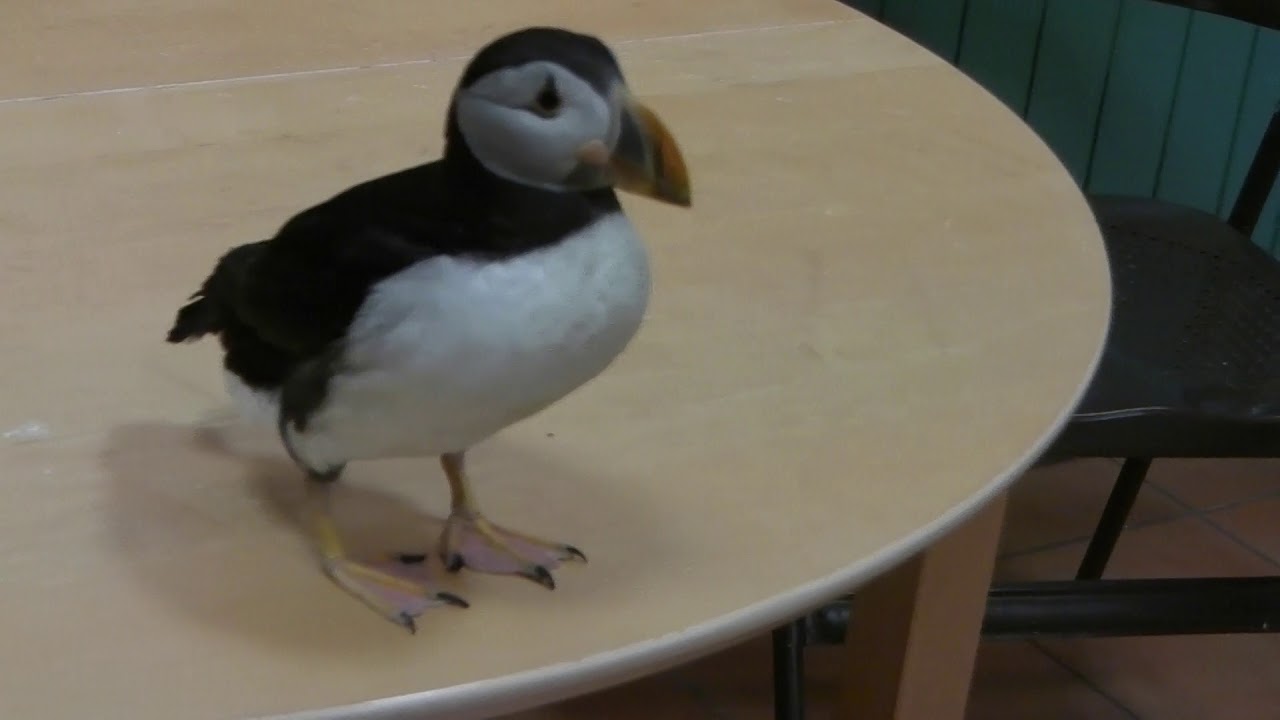 Puffin flaps its wings for joy - YouTube