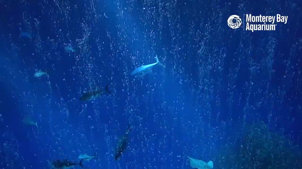 Time for a moment of searenity with the Open Sea Cam | Monterey Bay ...