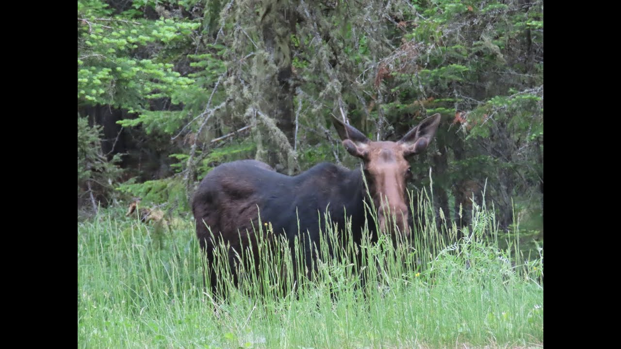 Moose and Fox near Pittsburg NH - YouTube