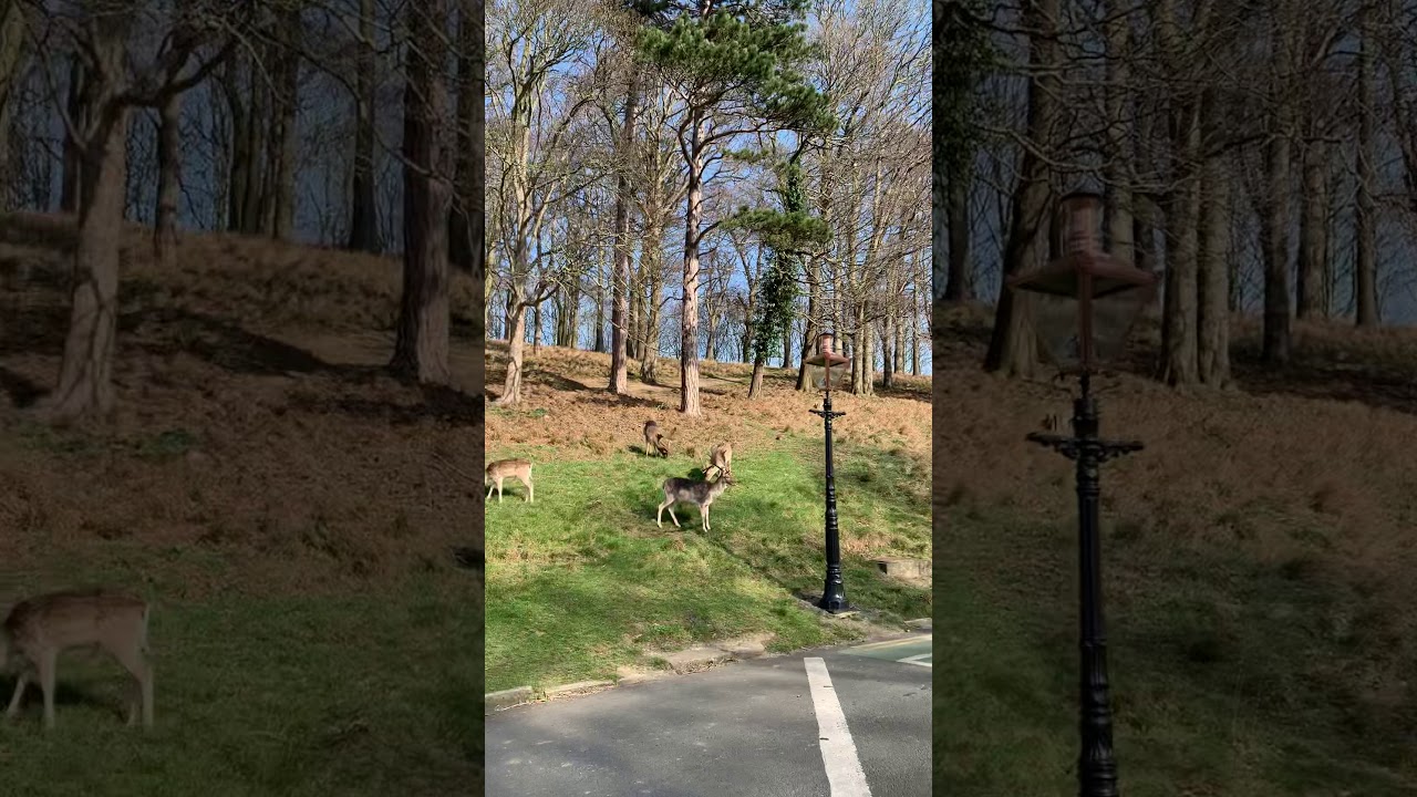 Baby Gael playing with animals at Phoenix Park, Dublin 🦌🌲 - YouTube