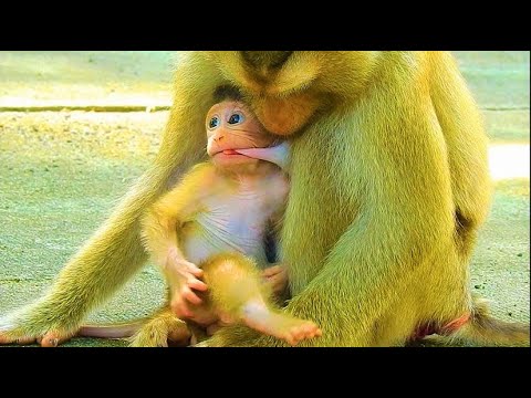 Sweetie Action Of Baby SABA R.e.ally Save Him Time To Grab Milk Feeding ...