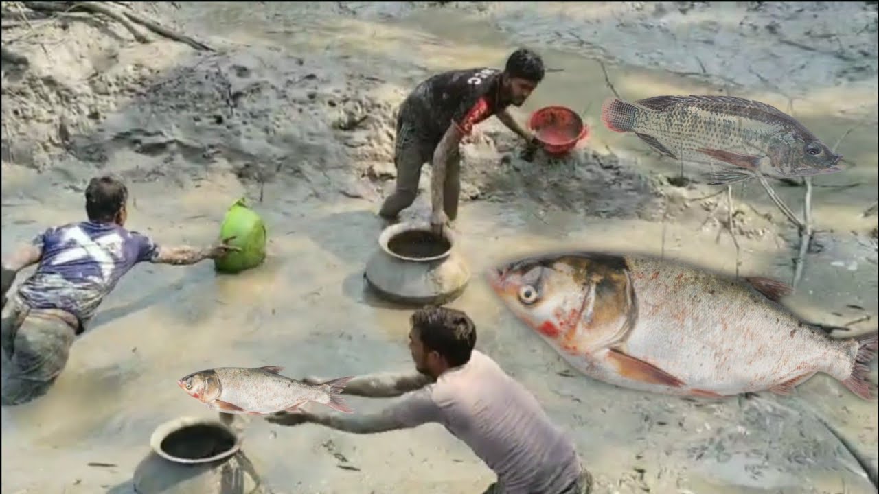 Village fishing | Traditional Fish Catching By Hand In Mud Water - YouTube