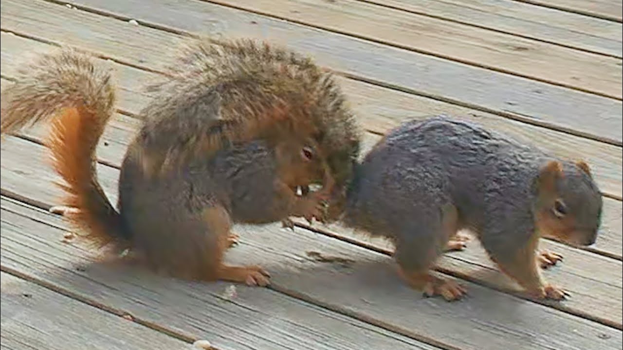 All Day Squirrel Romance - YouTube