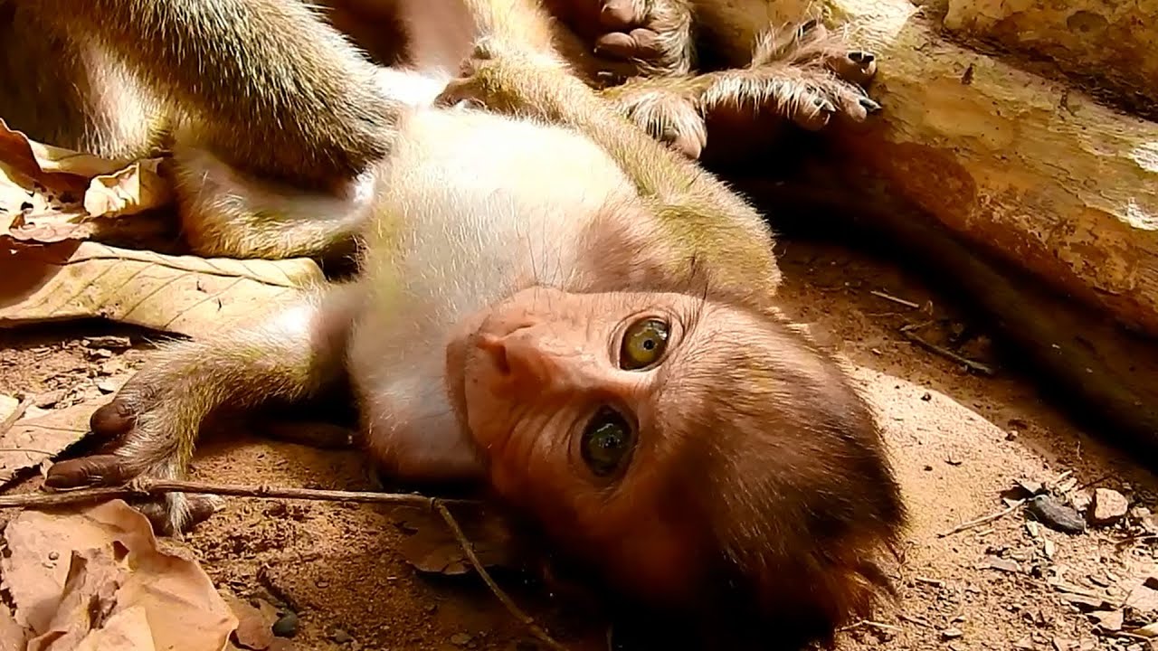 Gorgeous baby Baron asking mom for milk, Baby Baron lies down on the ...