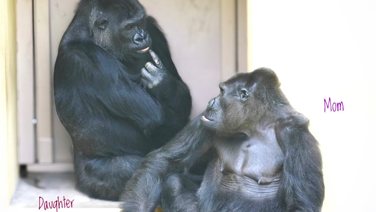 Gorilla Daughter Cares About Her Aging Mom While Silverback Sleeping ...