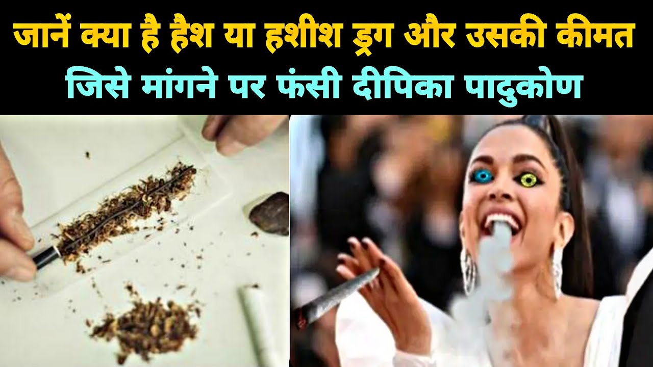 जानें क्या है हैश या Hashish drugs, जिसे मांगने पर फंसी Deepika ...