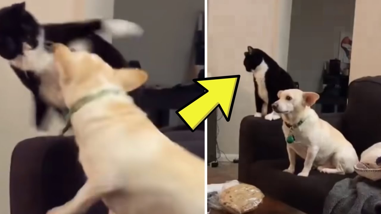 Cat Contemplates Attacking Dog Then Finally Pulls The Trigger Forcing ...