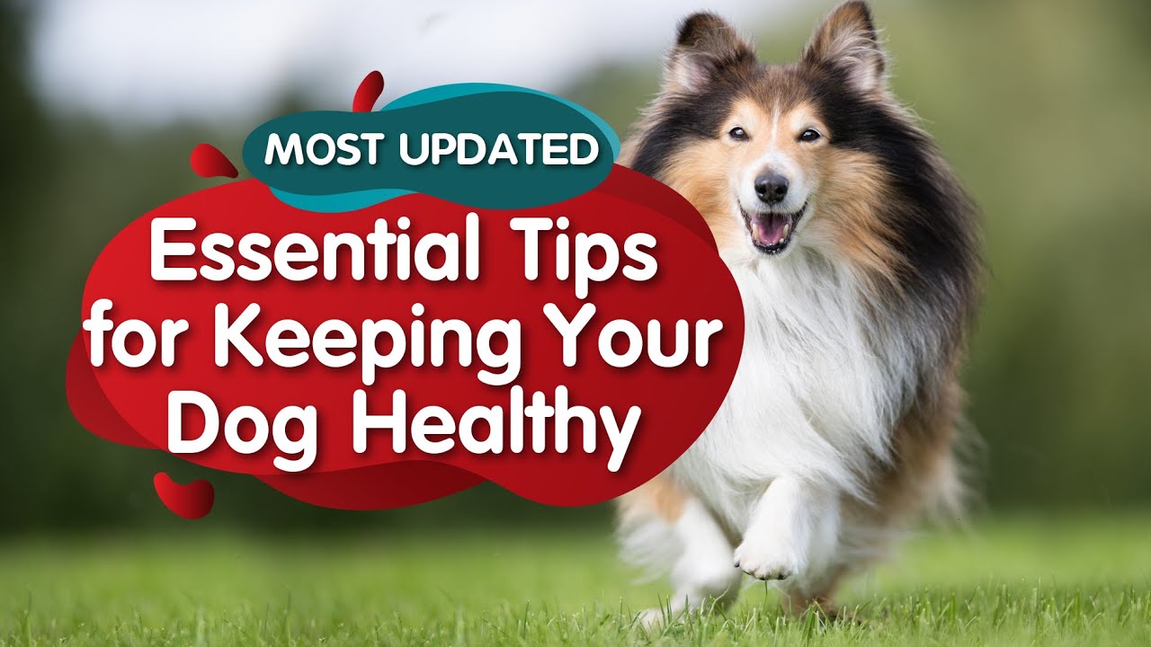 5 Essential Tips for Keeping Your Dog Healthy (MOST UPDATED) - YouTube