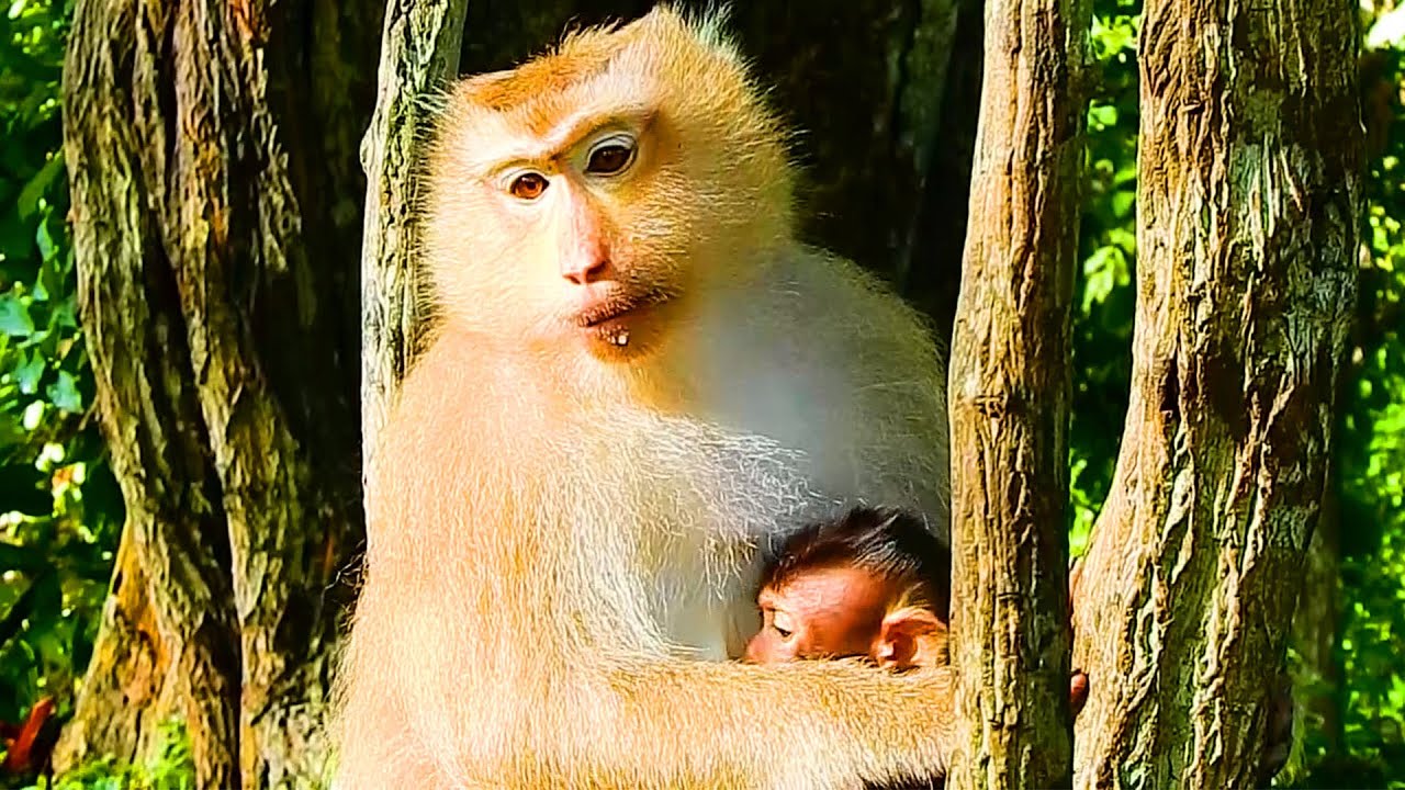 A POOR BRADY BB MONKEY CRYS SCREAMING TO CALL MOM LIBBY MONKEY COS MISSING LIBBY MOM! - YouTube