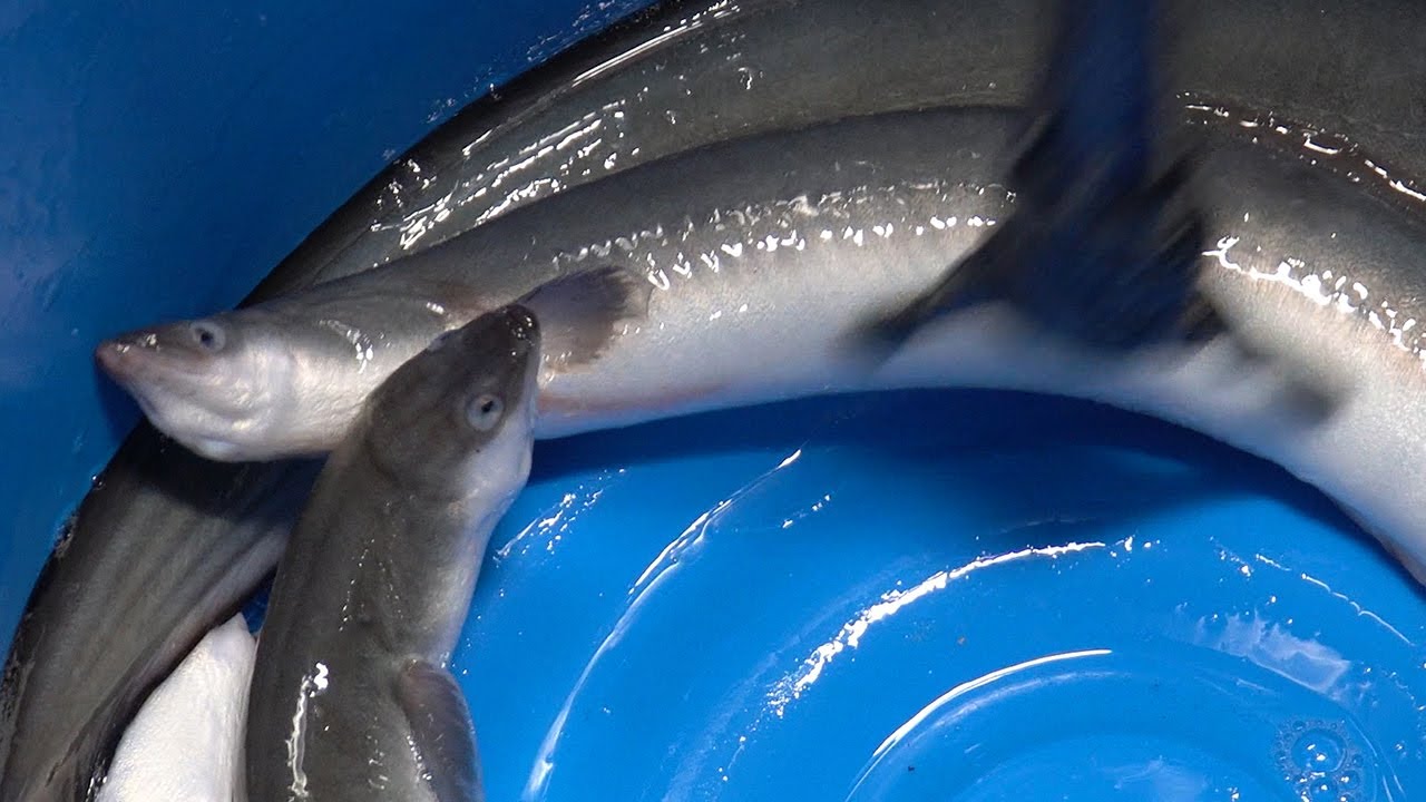 전기로 장어 기절시킨후 해체_장어구이(피카츄될뻔)/EEl cutting_grilled EEL_korean restaurant ...