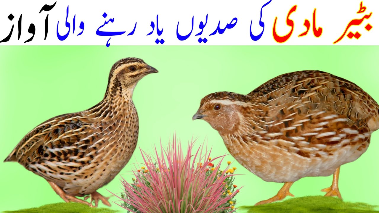 female quail calling_-_female batair ki awaz 2024_-_batair madi ki new ...
