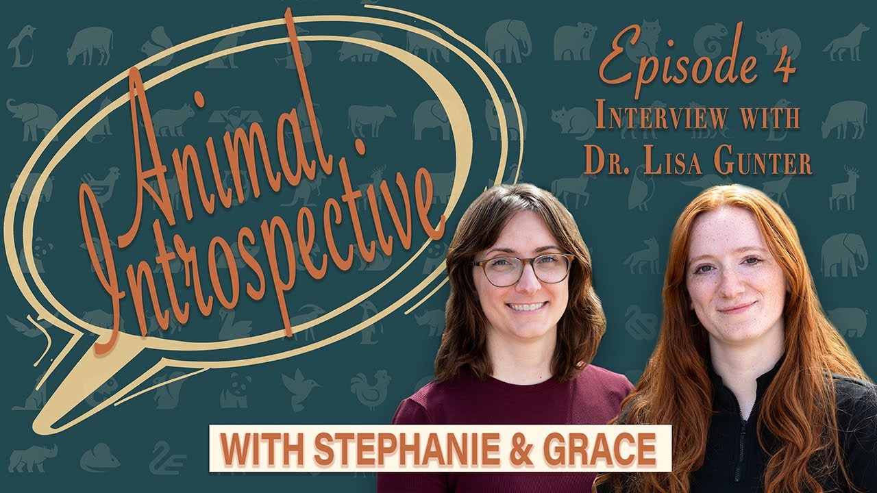 Animal Introspective Ep 4 : Animal Shelter Welfare with Dr. Lisa Gunter ...