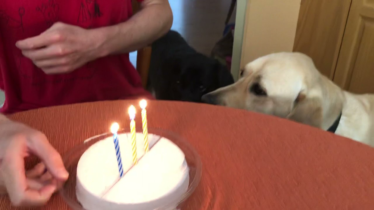 Adel Turns 12 We Lovingly Celebrated Tommy s Autism Assistance Dog Guide Adel May 30 2021 adel-turns-12-we-lovingly-celebrated-tommy-s-autism-assistance-dog-guide-adel-may-30-2021
