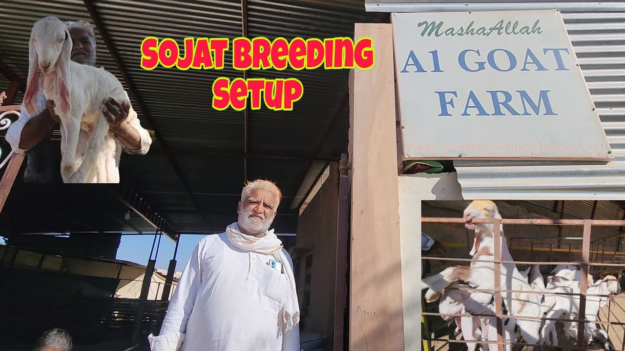 A1 Goat Farm Breeding Setup Pipad Jodhpur | Goat Kids Production And ...