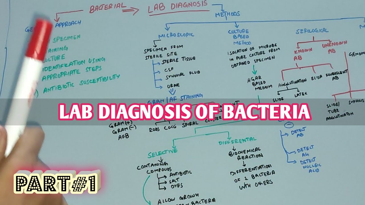 lab diagnosis of bacteria part#1 || laboratory diagnosis microbiology ...