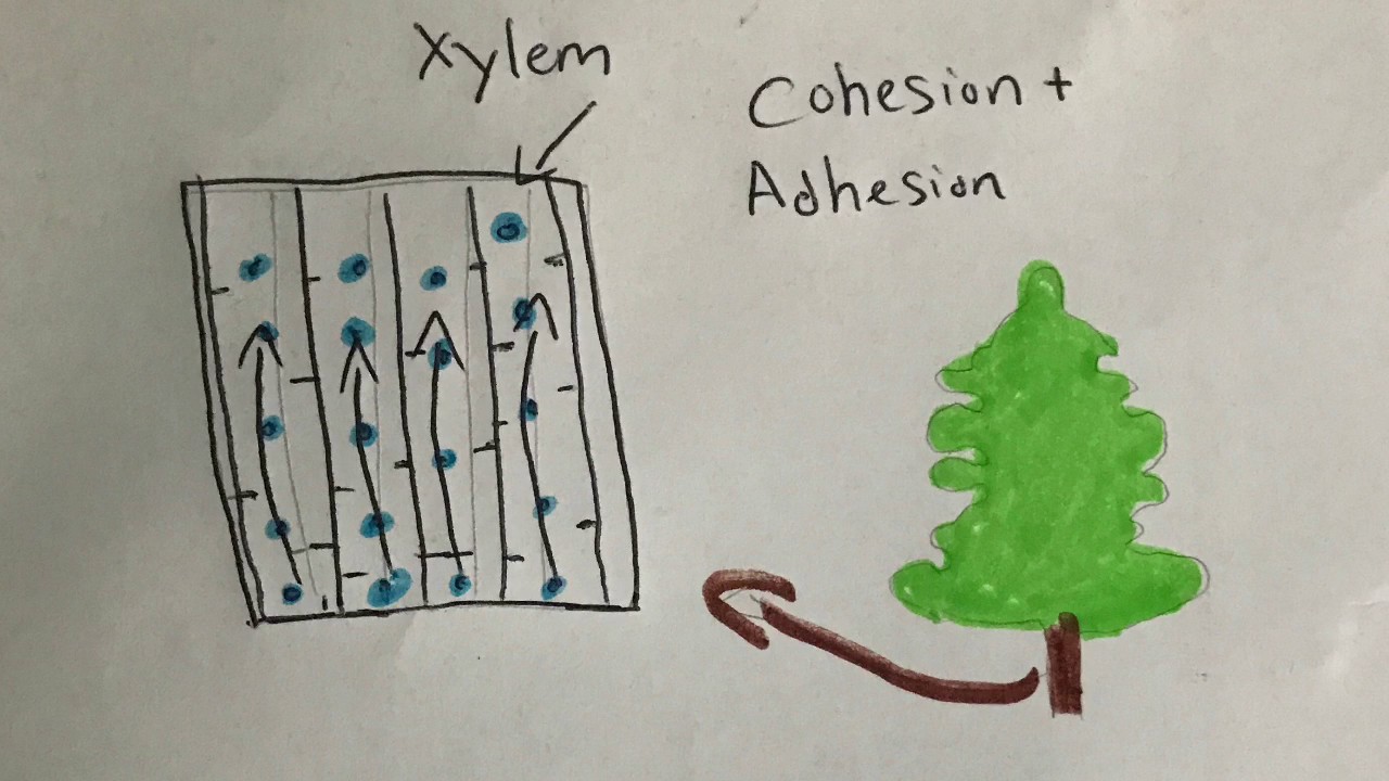 Cohesion Tension Theory 1122 - YouTube