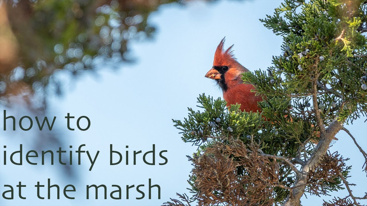 How to Identify Birds, David Tomlinson Nature Reserve, Aurora - YouTube