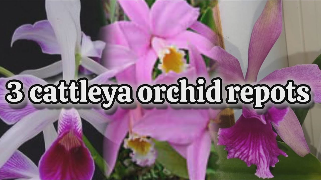 3 different types of cattleya orchid repottings - YouTube