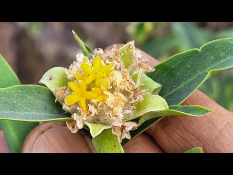 What Insects Like An Ohelo Plant