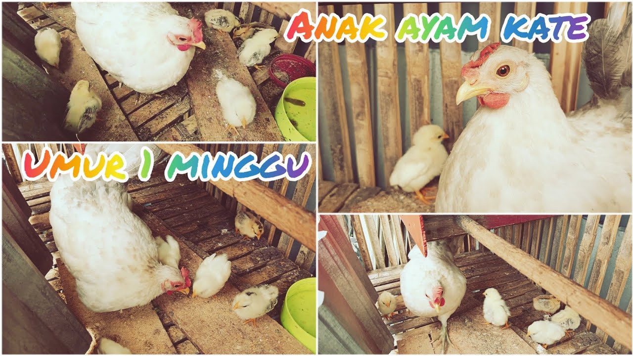 Anak ayam kate umur 1 minggu | Ayam lucu lucu - YouTube
